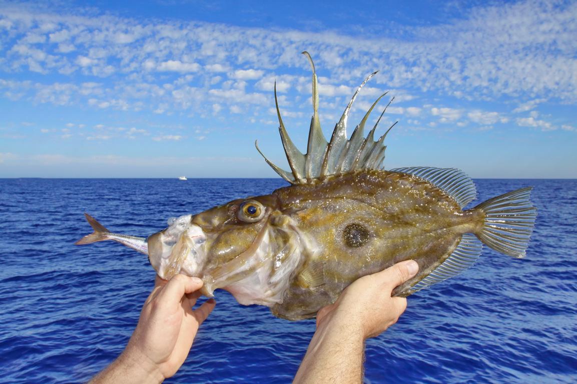 Der Fisch ist eine absolute Delikatesse! In Frankreich wird er wegen ...